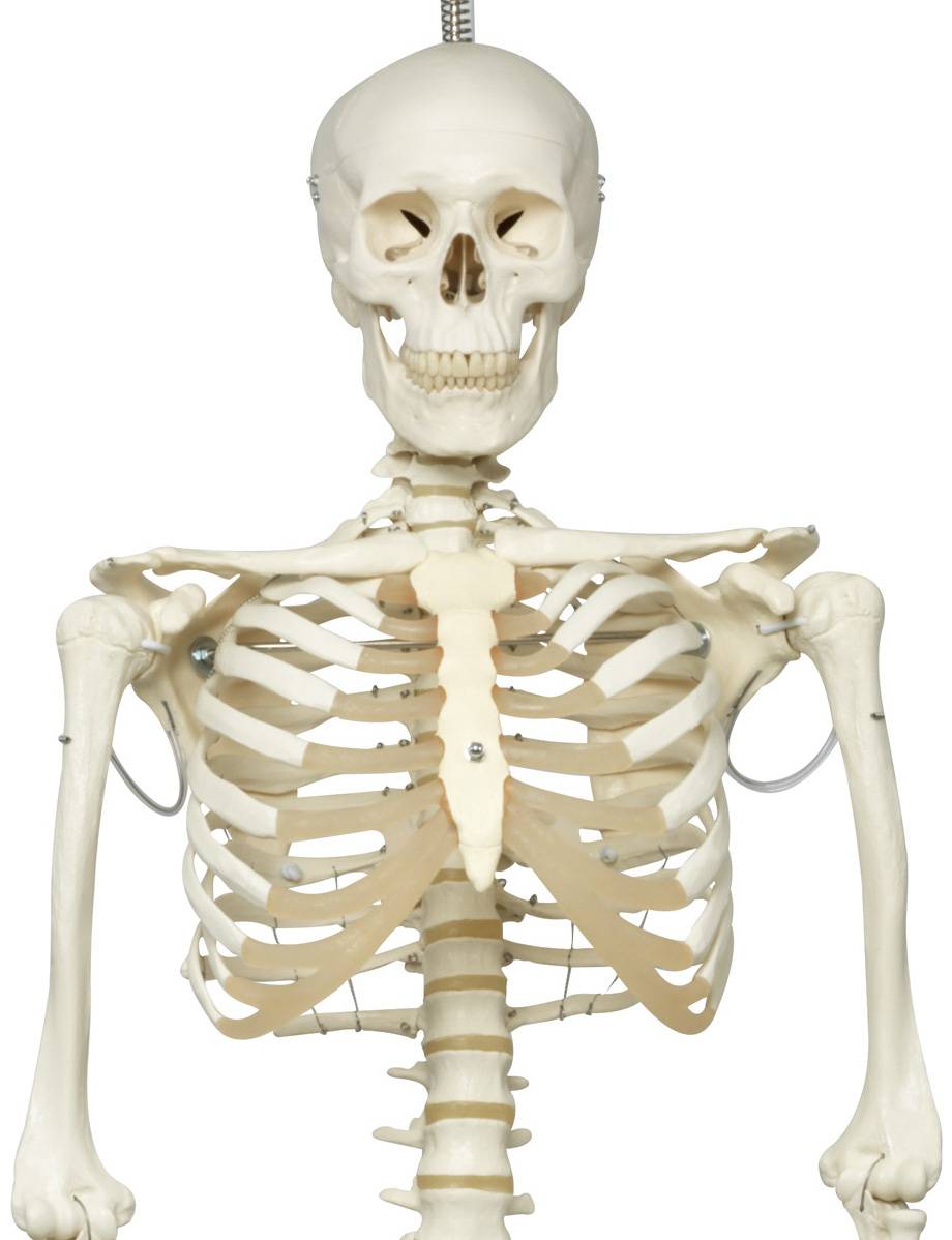 3B Scientific A15-3 Phil the Physiological Skeleton on Hanging Stand