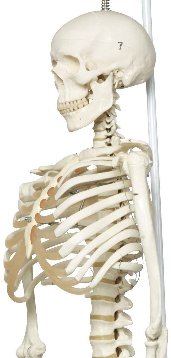 3B Scientific A15-3 Phil the Physiological Skeleton on Hanging Stand