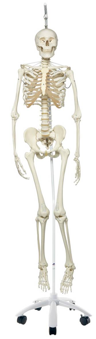 3B Scientific A15-3S Frank the Functional Skeleton on Hanging Stand