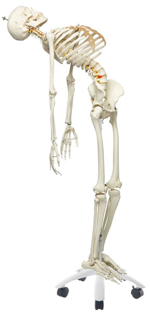 3B Scientific A15 Fred the Flexible Skeleton Foot Hand Wire Mounted