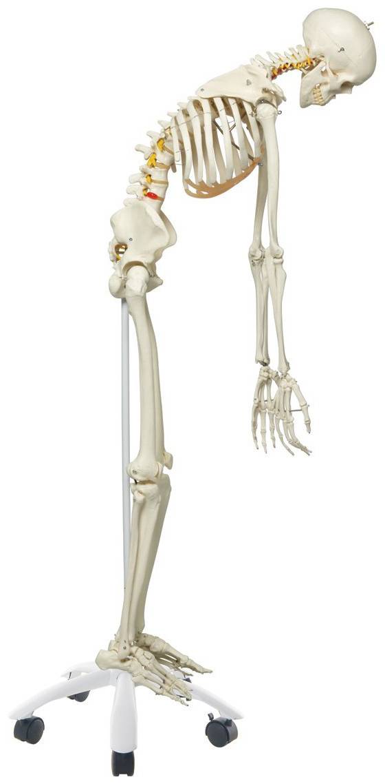 3B Scientific A15 Fred the Flexible Skeleton Foot Hand Wire Mounted