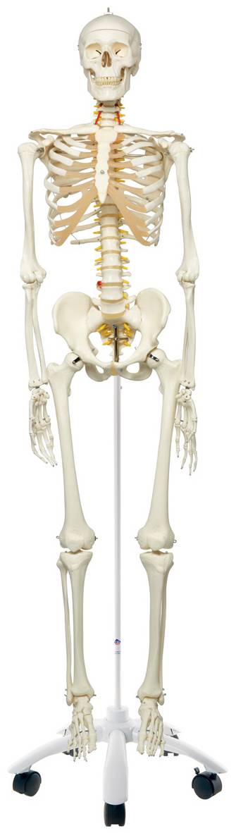 3B Scientific A15 Fred the Flexible Skeleton Foot Hand Wire Mounted