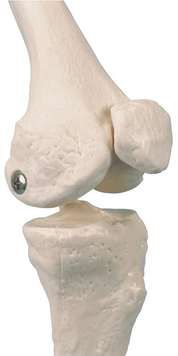 3B Scientific A18-1 Mini Skeleton Hanging Stand Anatomical Model