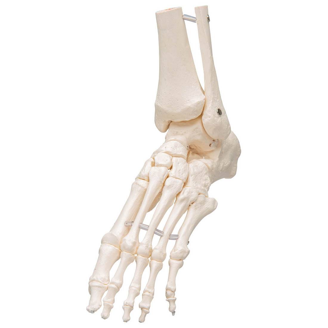 3B Scientific A31/1 Loose Foot and Ankle Skeleton with Elastic Bungy