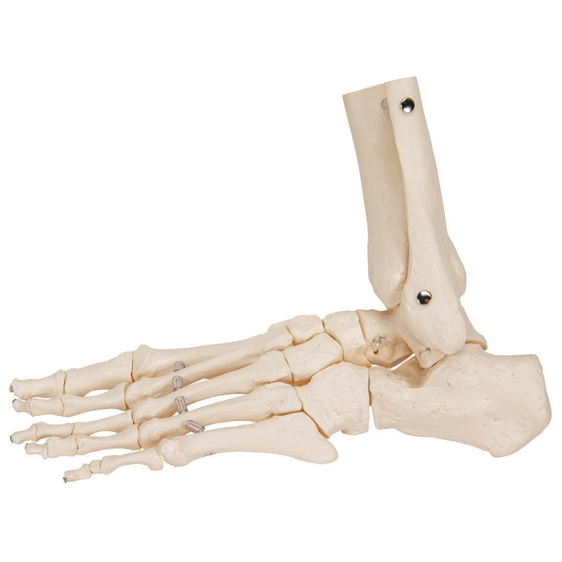 3B Scientific A31/1 Loose Foot and Ankle Skeleton with Elastic Bungy