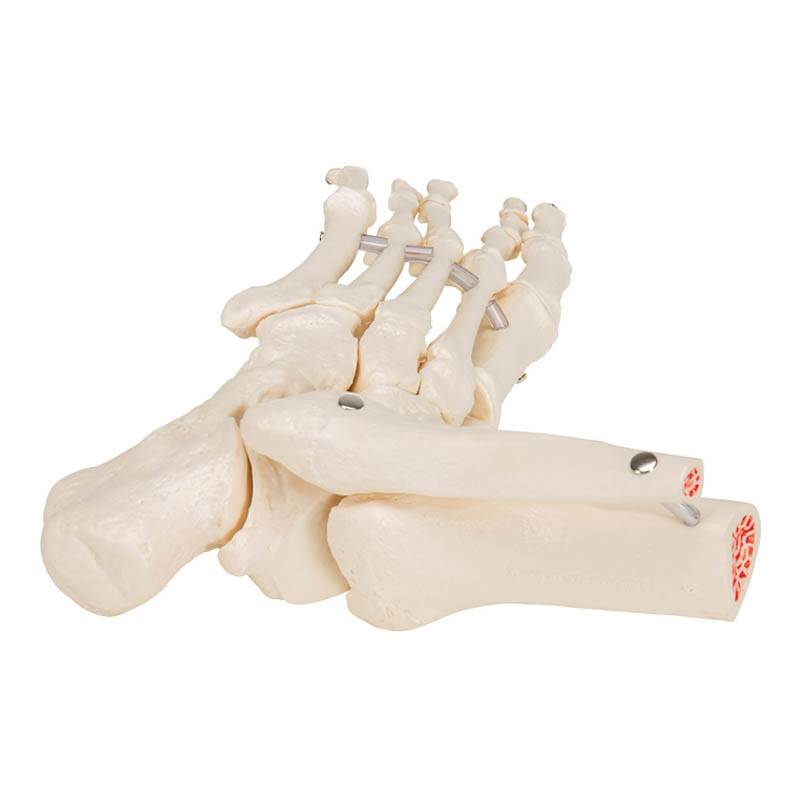 3B Scientific A31/1 Loose Foot and Ankle Skeleton with Elastic Bungy