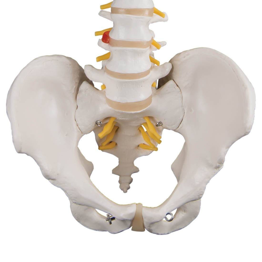 3B Scientific A58-1 Classic Flexible Spine with Male Pelvis