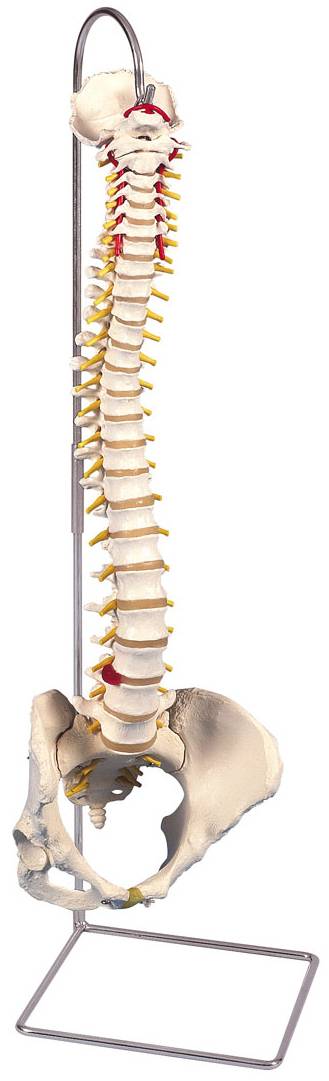 3B Scientific A58-4 Classic Flexible Spine Model with Female Pelvis
