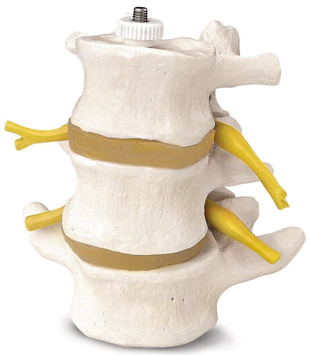 3B Scientific A76-8 Three Lumbar Vertebrae Model Flexibly Mounted