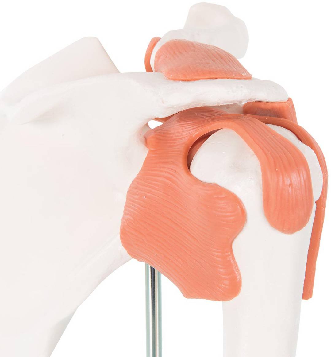 3B Scientific A80 Functional Shoulder Joint Model