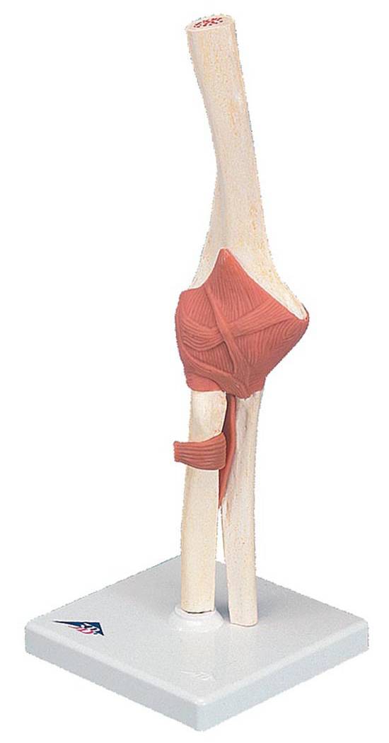 3B Scientific A83-1 Deluxe Functional Elbow Joint Model