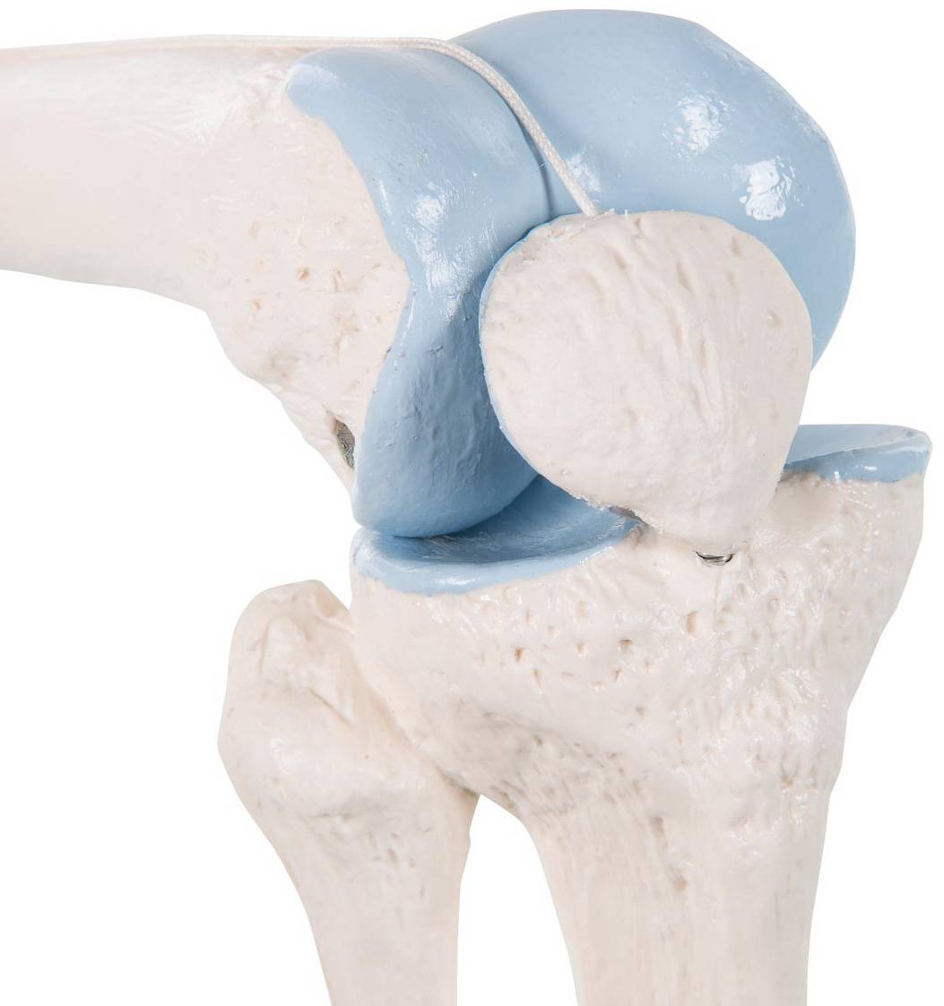 3B Scientific A85-1 Mini Knee Joint with Cross-Section Model