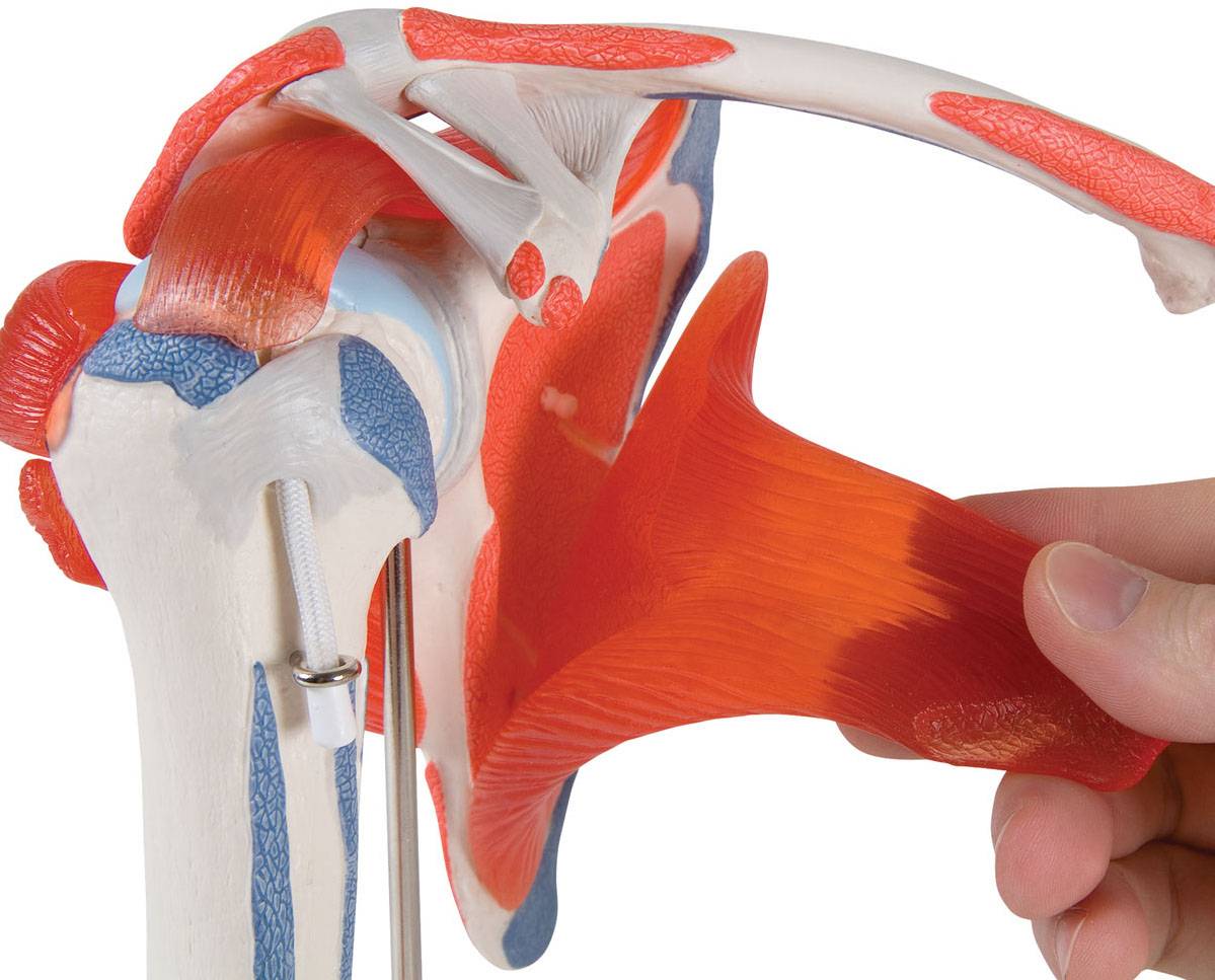 3B Scientific A880 Shoulder Joint With Rotator Cuff Model 5-Part