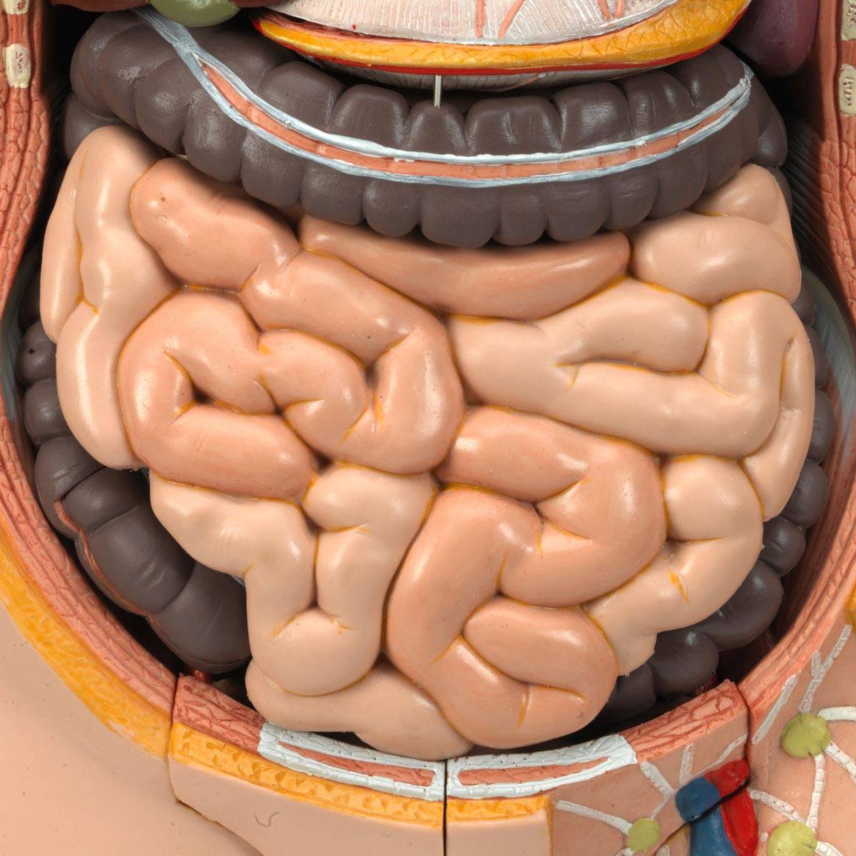 3B Scientific B13 Classic Unisex Torso Model 14-Part