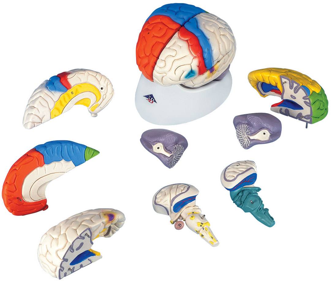3B Scientific C22 Deluxe Neuro-Anatomical Brain 8-Part