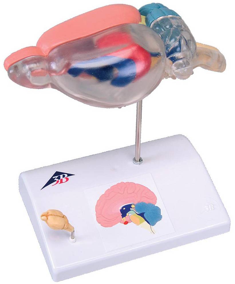 3B Scientific C29 Rat Brain Comparative Anatomy Model