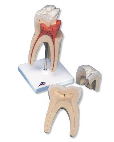 3B Scientific D10-5 Upper Triple Root Molar Model 3-Part