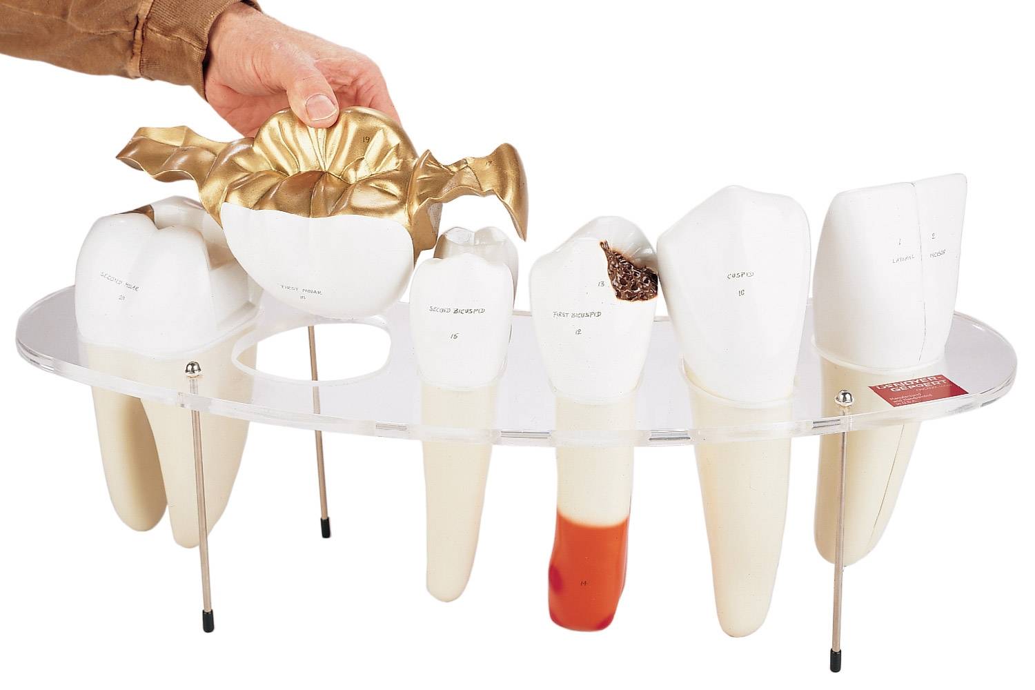 Denoyer Geppert Dental Morphology Series 0114-00