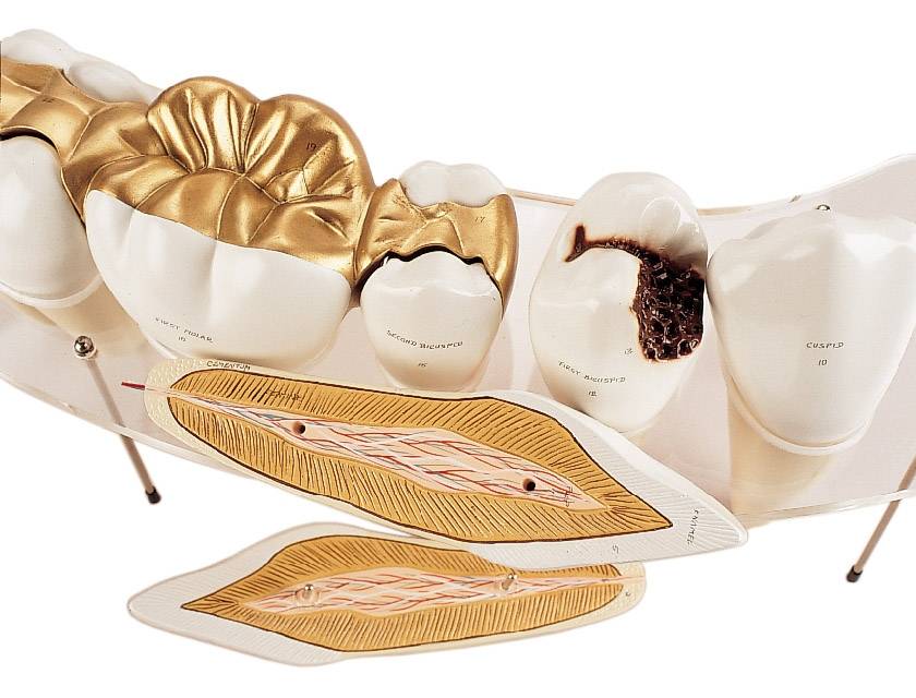 Denoyer Geppert Dental Morphology Series 0114-00