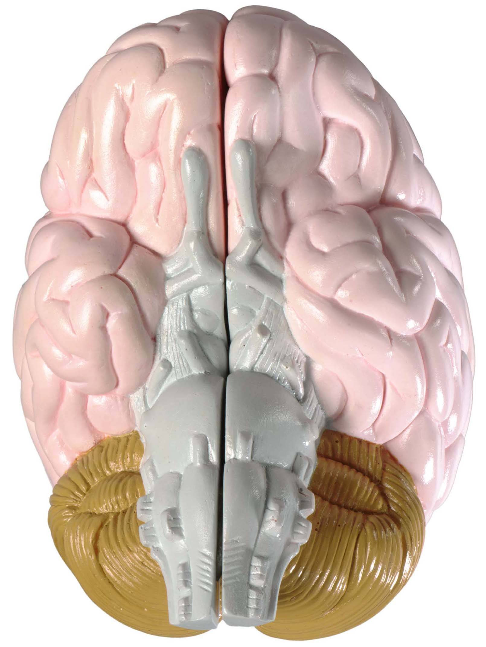 Denoyer Geppert Life Size 2-Part Brain Model 0155-00