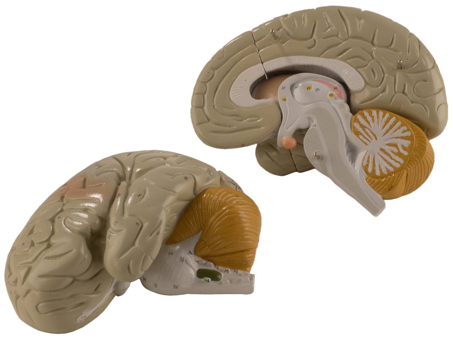 Denoyer Geppert Giant 4-Part Brain Model 0170-00