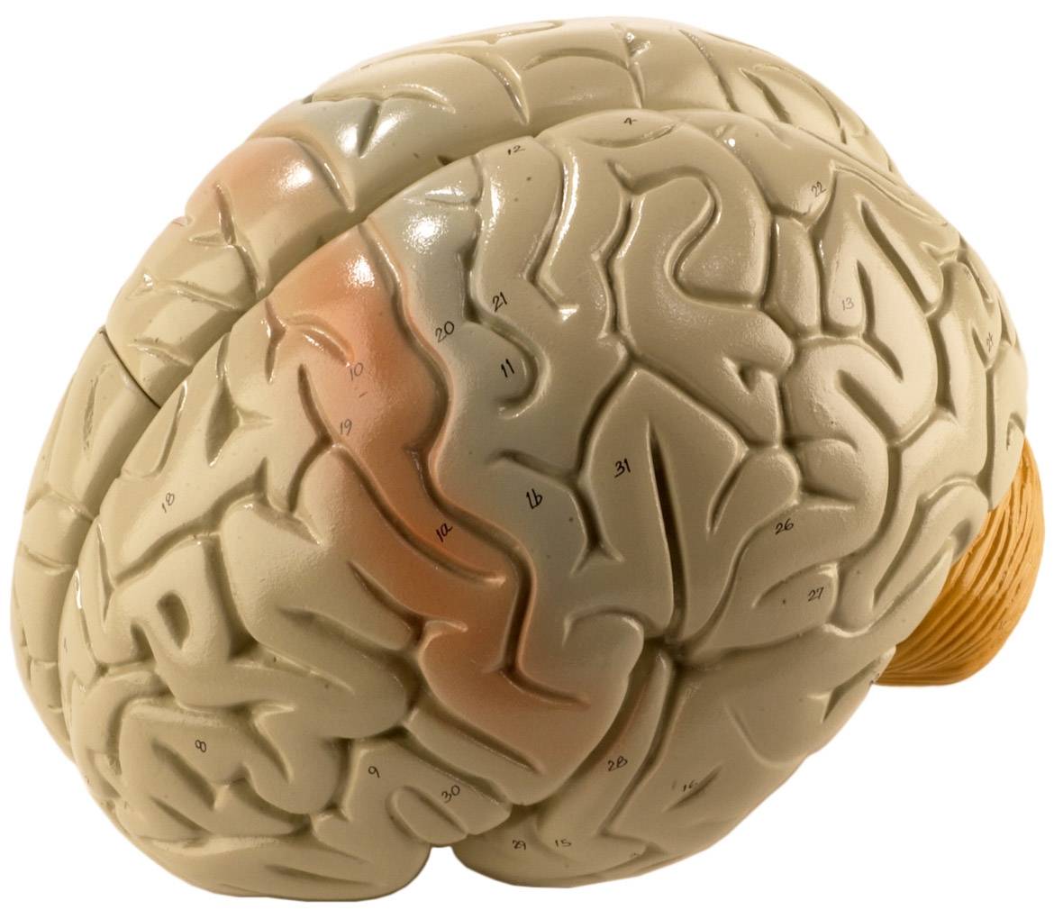 Denoyer Geppert Giant 4-Part Brain Model 0170-00