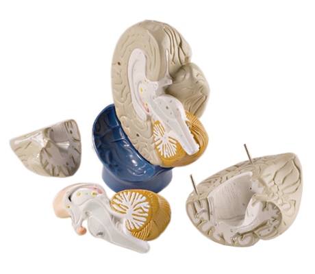Denoyer Geppert Giant 4-Part Brain Model 0170-00