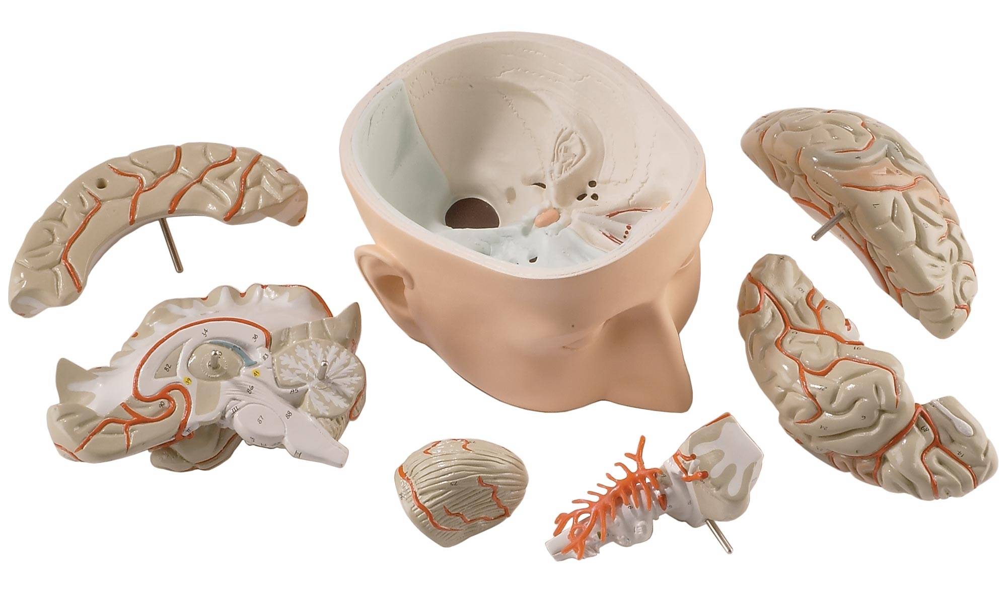 Denoyer Geppert Base Of Head With 7-Part Brain Model 0179-00