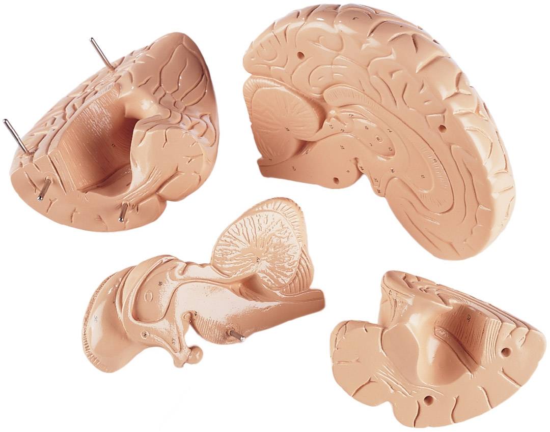 Denoyer Geppert 4-Part Budget Giant Brain Model 0825-60