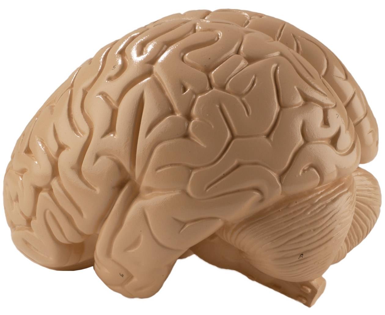 Denoyer Geppert 4-Part Budget Giant Brain Model 0825-60