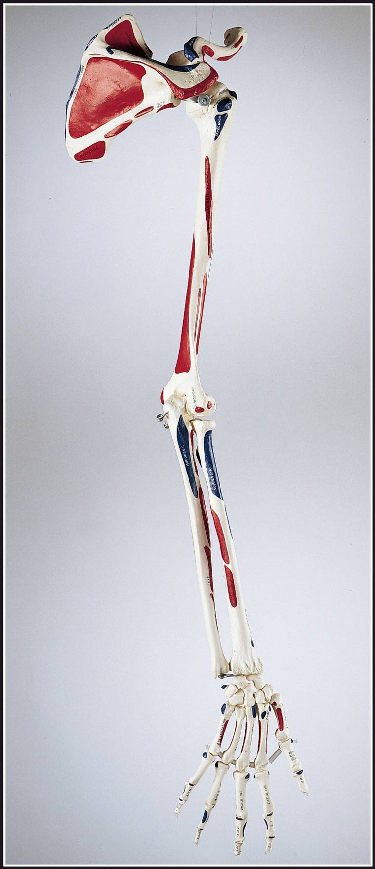 Premier Arm Skeleton with Painted & Labeled Muscle Attachments SA86PL
