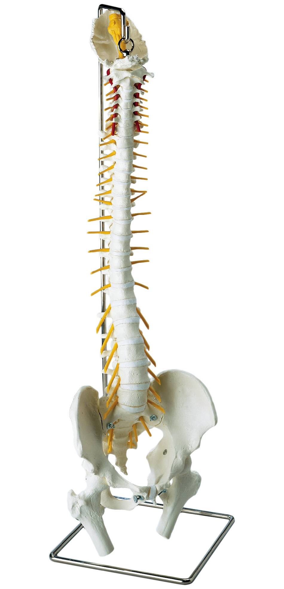 Denoyer Geppert SP69 Ultraflex Spine with Movable Femur Heads