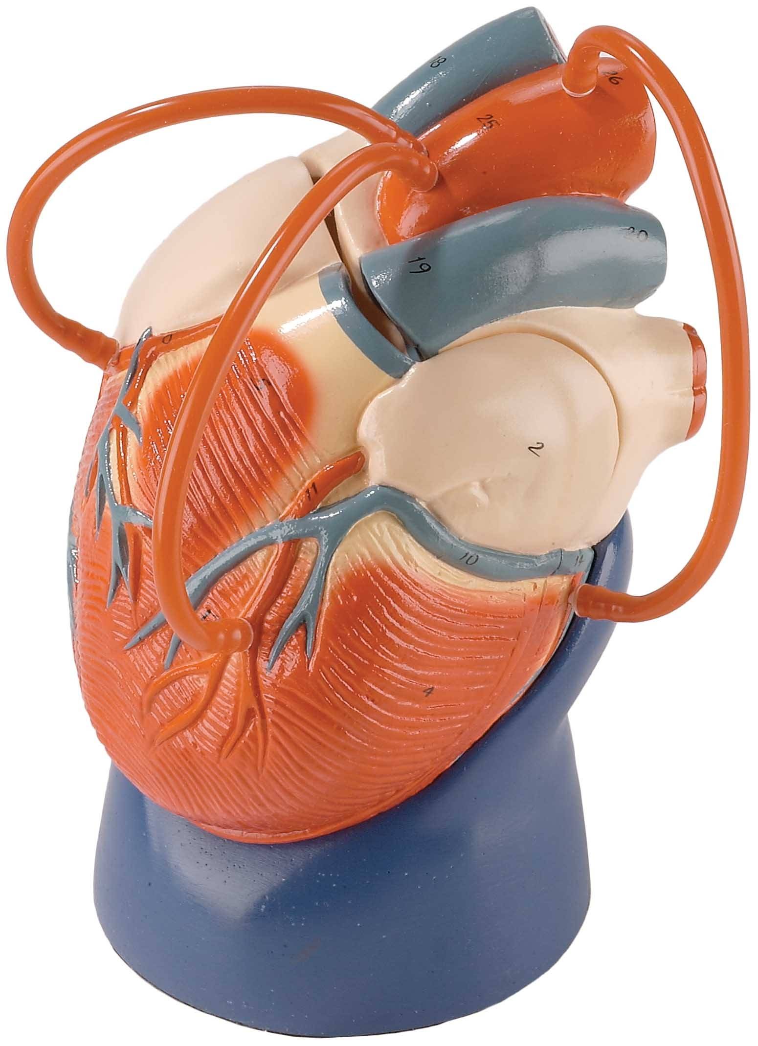 Denoyer Geppert Life Size Heart Model