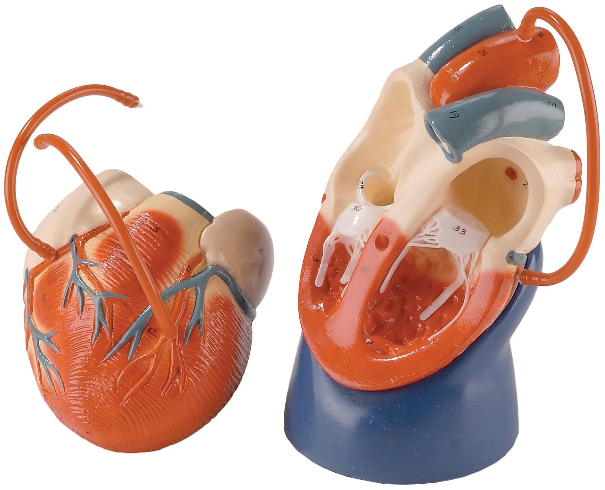 Denoyer Geppert Life Size Heart Model