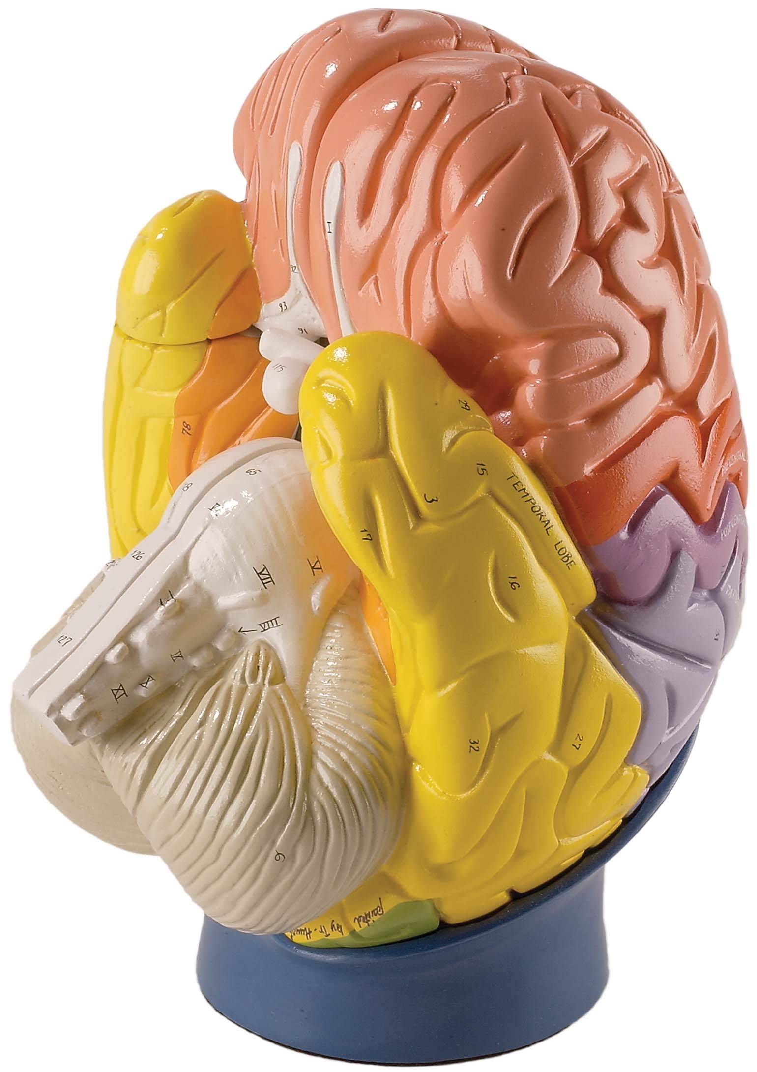 Denoyer Geppert Giant Regional Brain Model