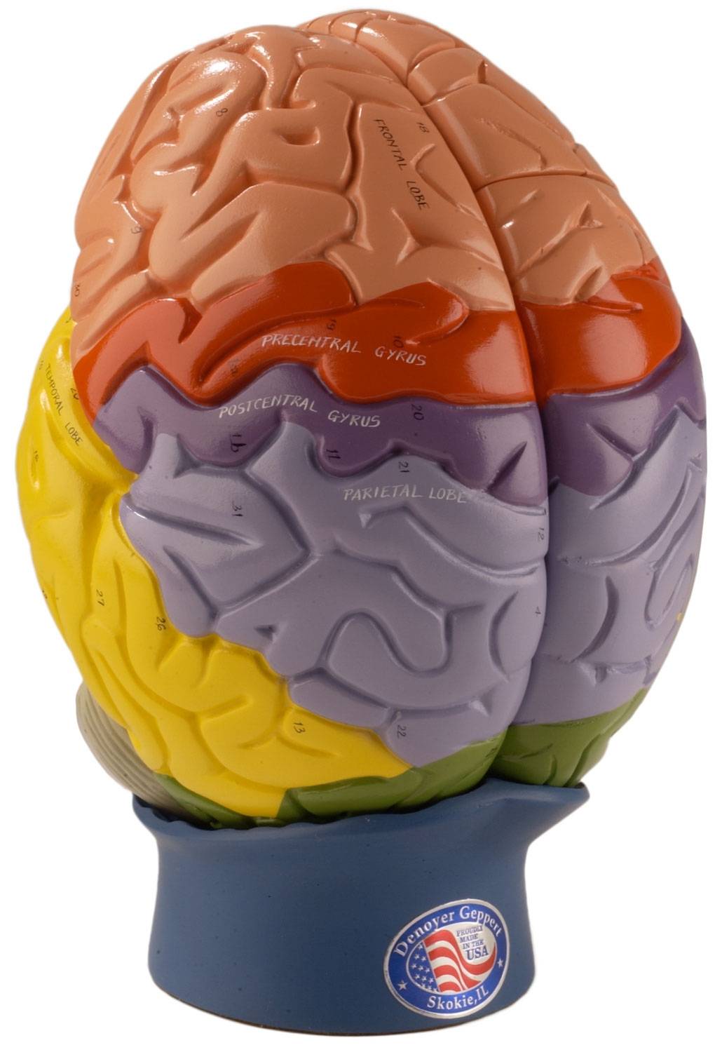 Denoyer Geppert Giant Regional Brain Model