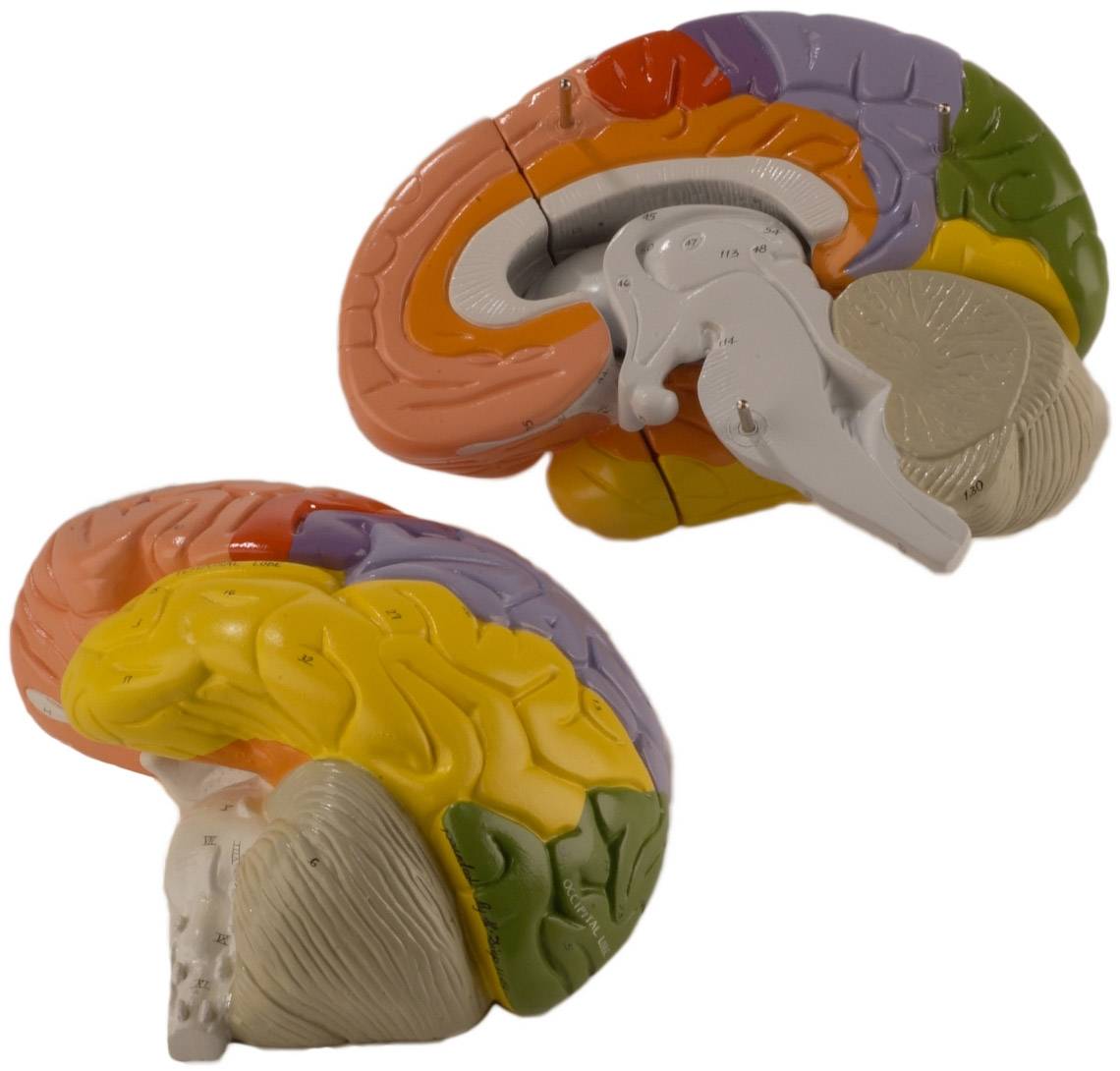 Denoyer Geppert Giant Regional Brain Model