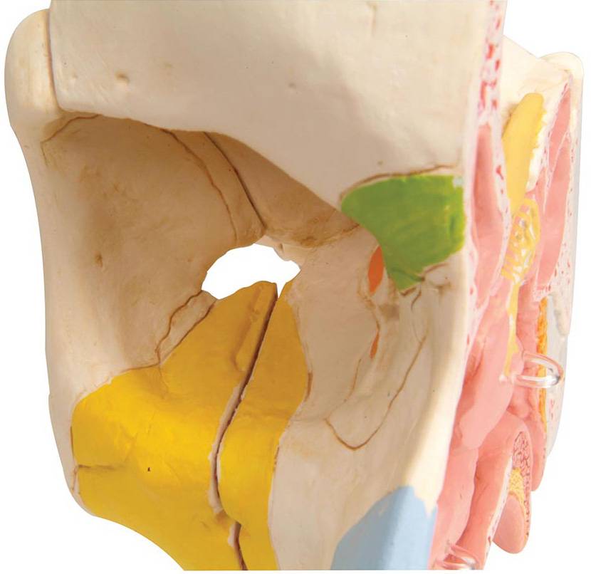 3B Scientific E20 Nose Model with Paranasal Sinuses 5-Part