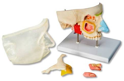 3B Scientific E20 Nose Model with Paranasal Sinuses 5-Part