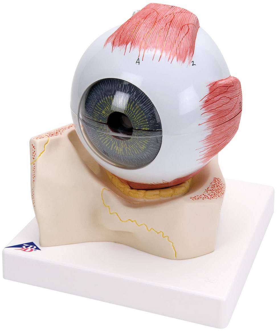 3B Scientific F11 7-Part Eye Model 5x Full-Size on Bony Orbit Base