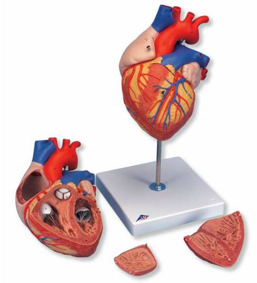 3B Scientific G12 Human Heart Model Two Times Life-Size 4 Part