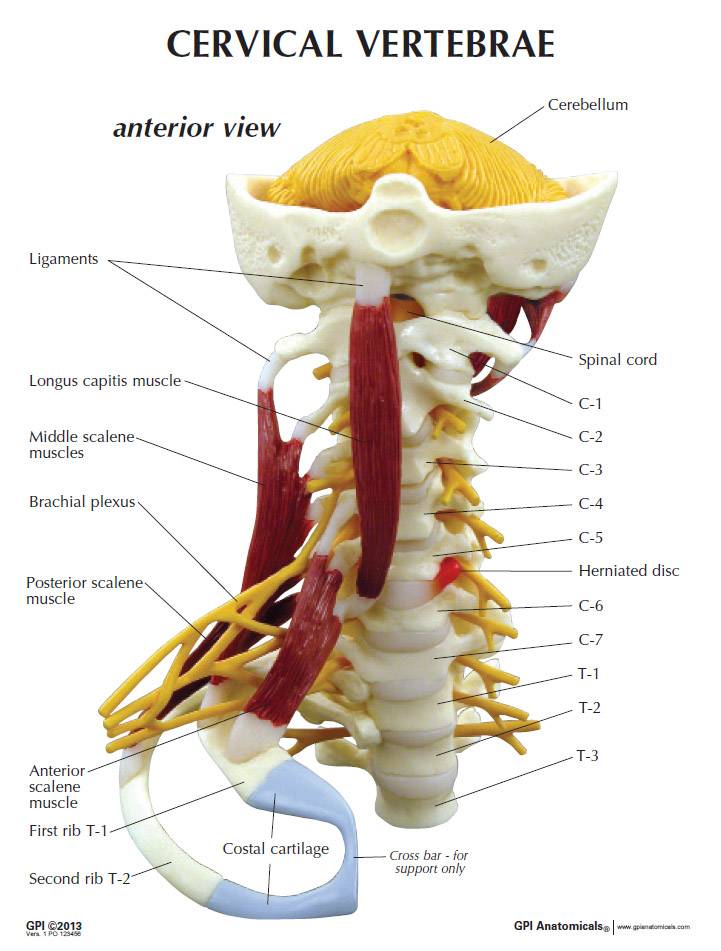 GPI 1720 Deluxe Muscled Cervical Model