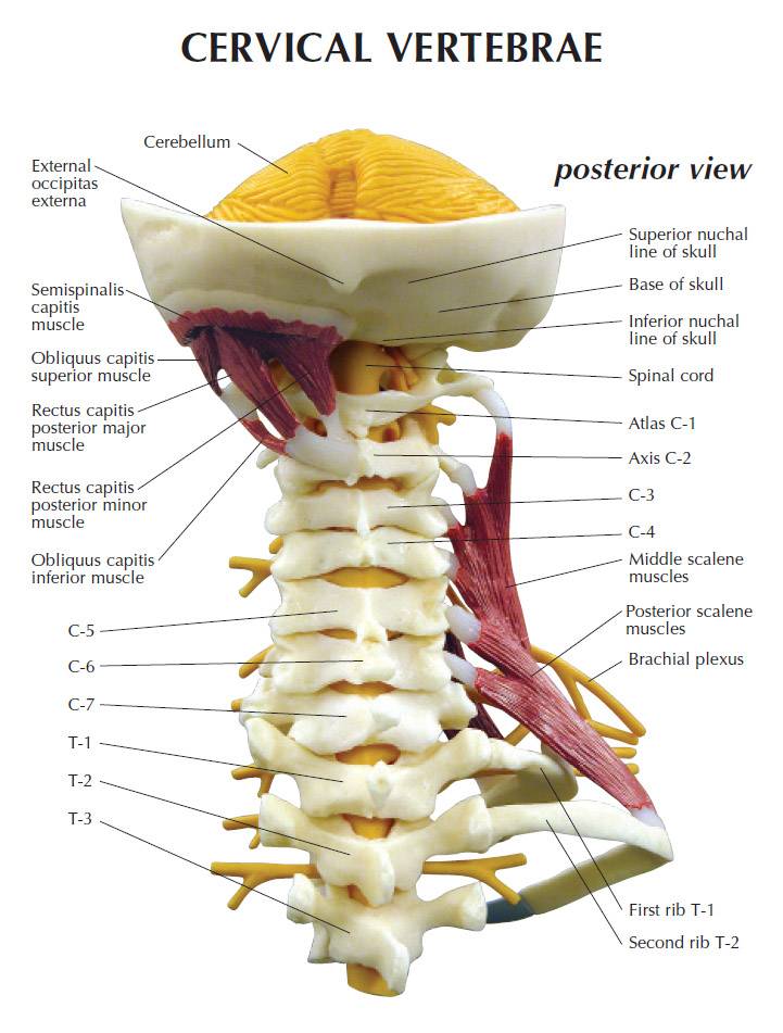 Cervical Nerves Muscles
