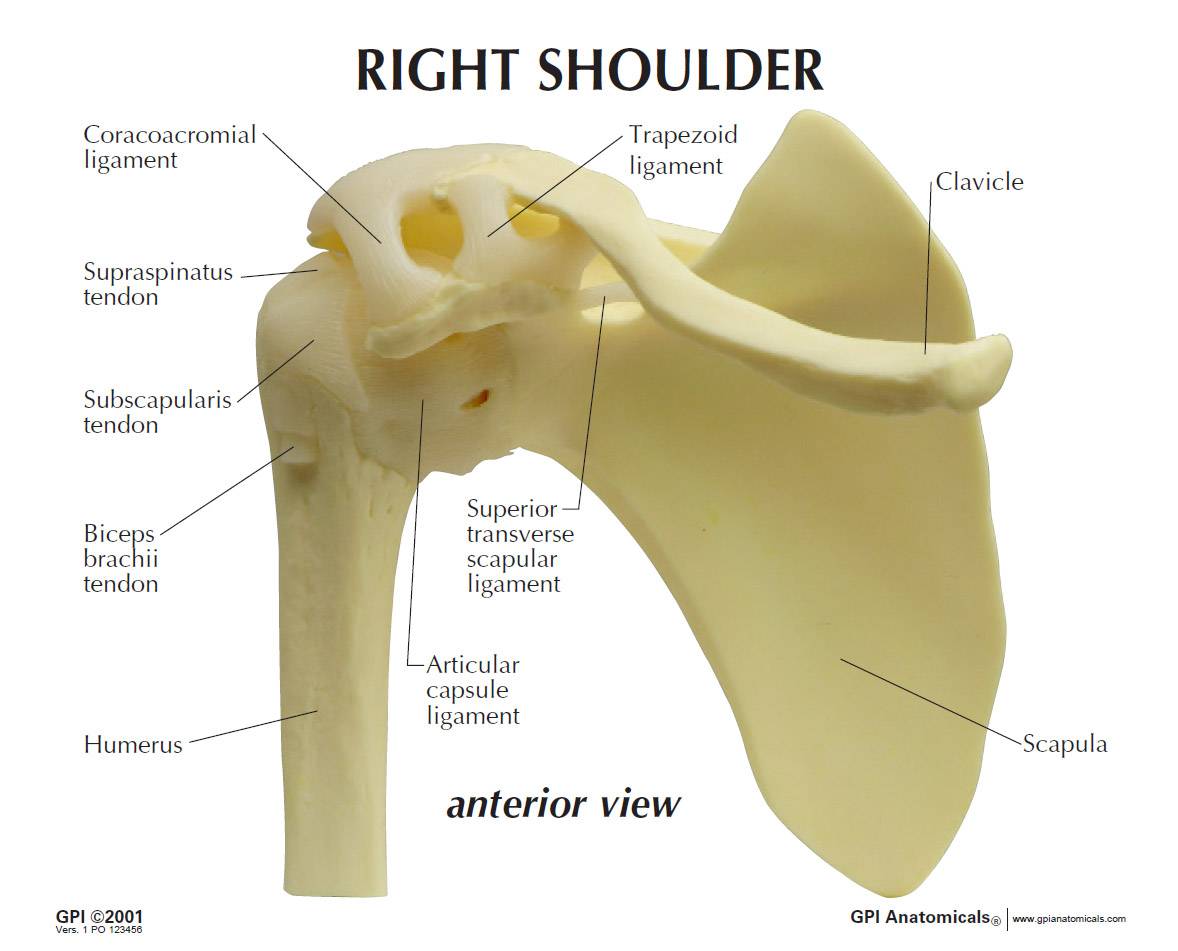 GPI 1790 Basic Right Shoulder Model