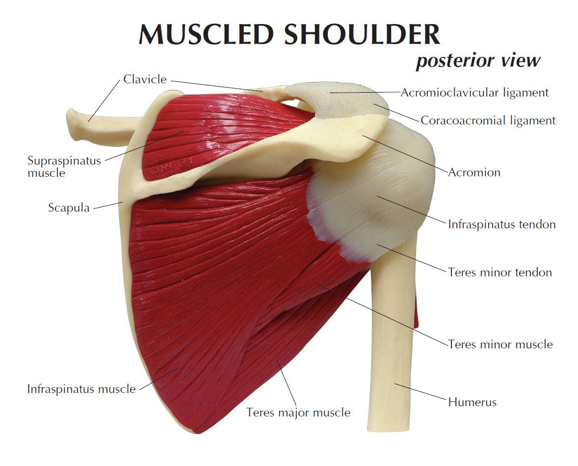Muscled Shoulder Joint Model | Rotator Cuff Model GPI 1810