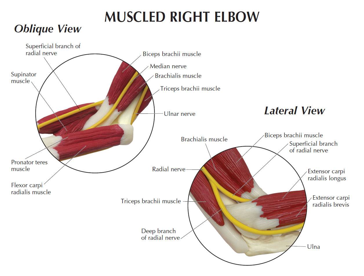 GPI 1850 Muscled Right Elbow Joint Model