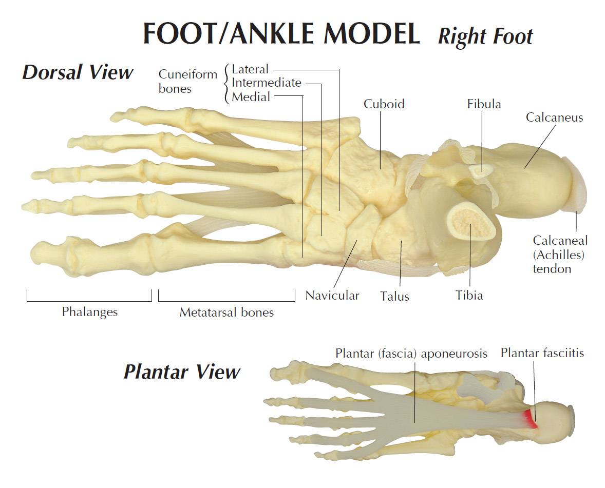 Foot and Ankle Model with Plantar Fasciitis GPI 1980