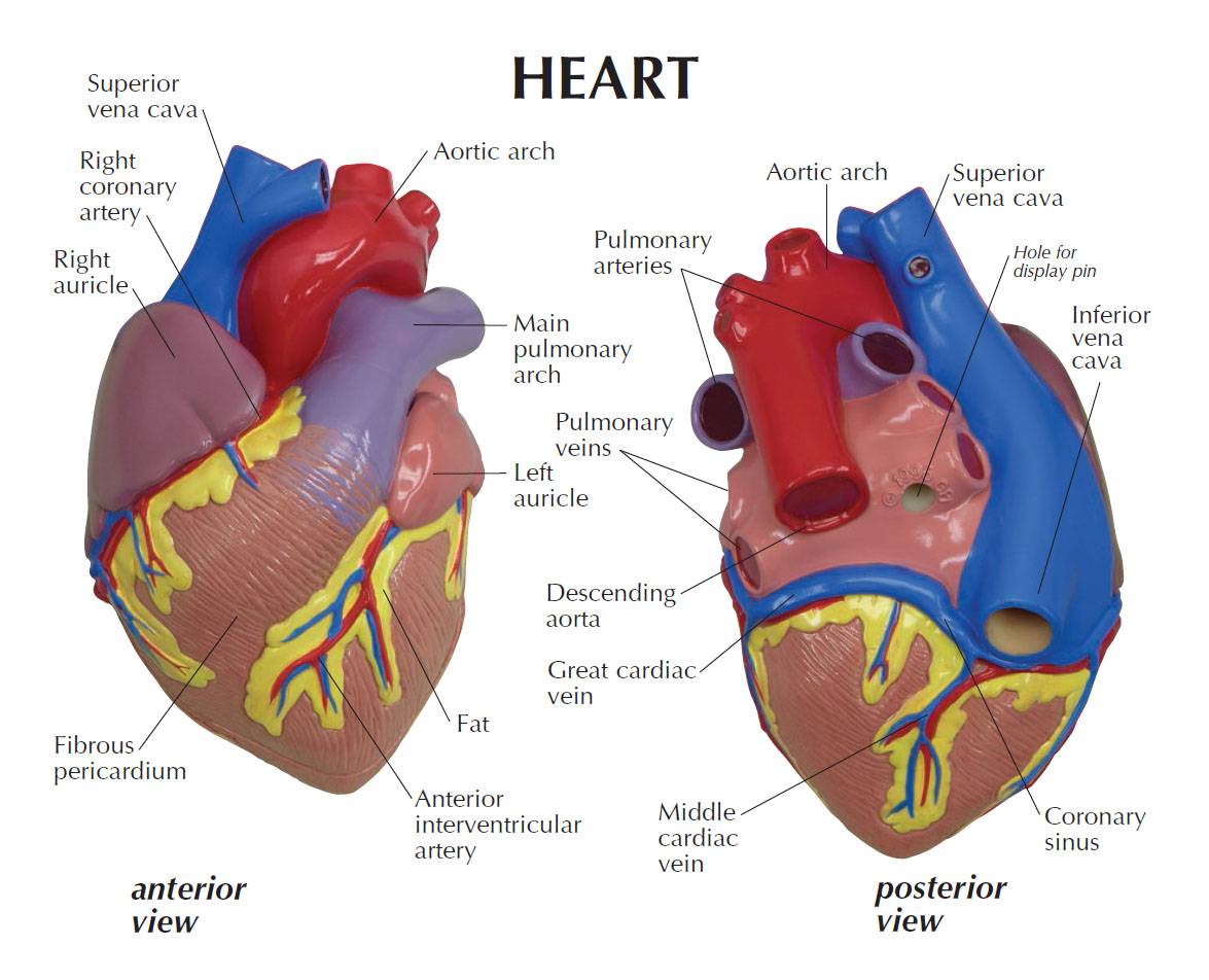 GPI 2500 Heart Model