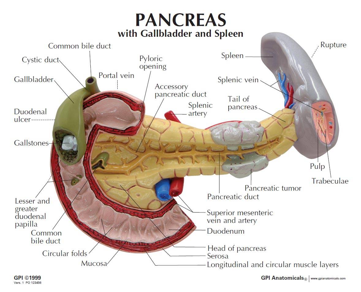 GPI 3330 Pancreas Spleen and Gallbladder Model
