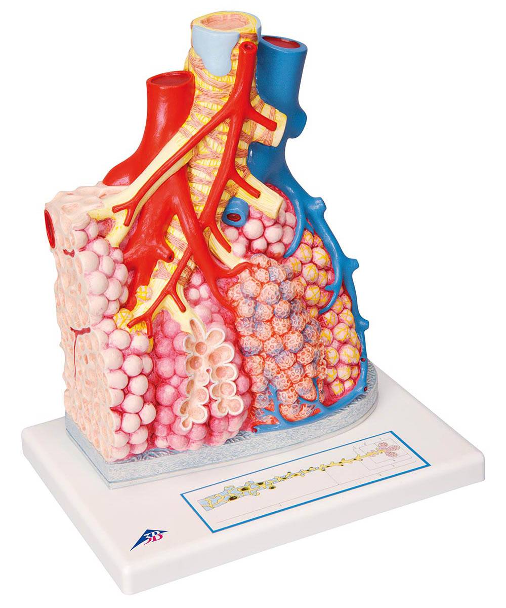 Pulmonary Lobule with Surrounding Blood Vessels
